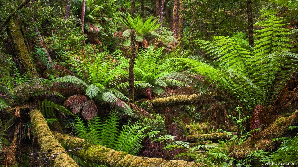 Bird River Bridge Road, Tasmania, Australia – Wild Places