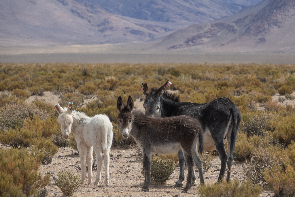 Patagonia and Altiplano Expedition | #48 – Abra del Acay – Wild Places
